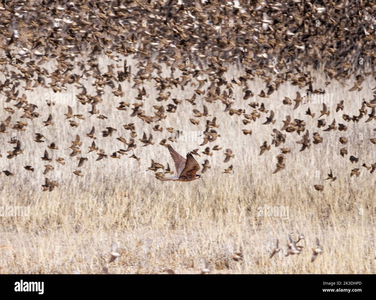 A Lanner Falcon chasing Red-billed Queleas in Kalahari savannah Stock ...