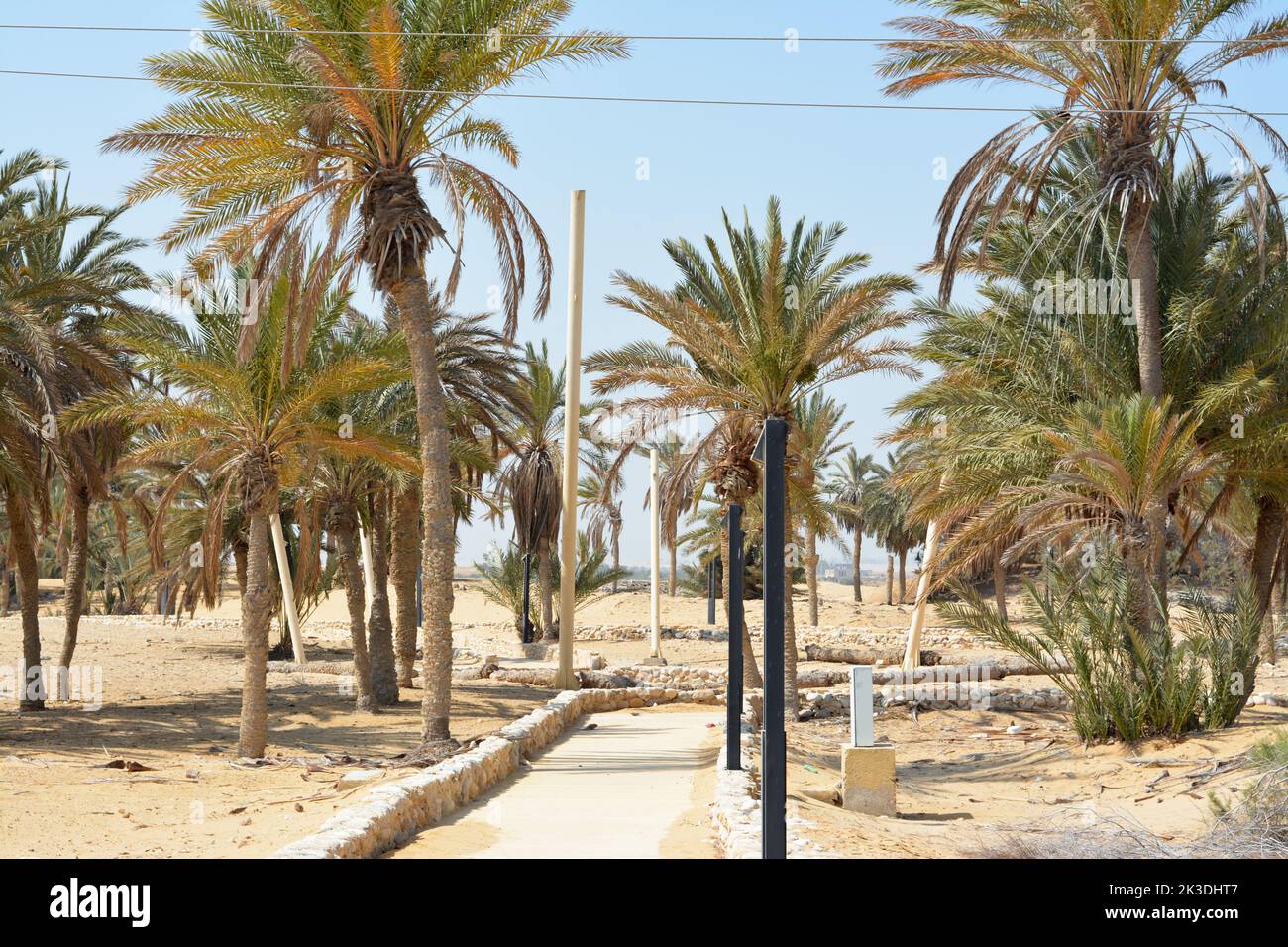 The sacred palm trees in the Sinai Peninsula, Ras Sidr, Egypt Stock ...