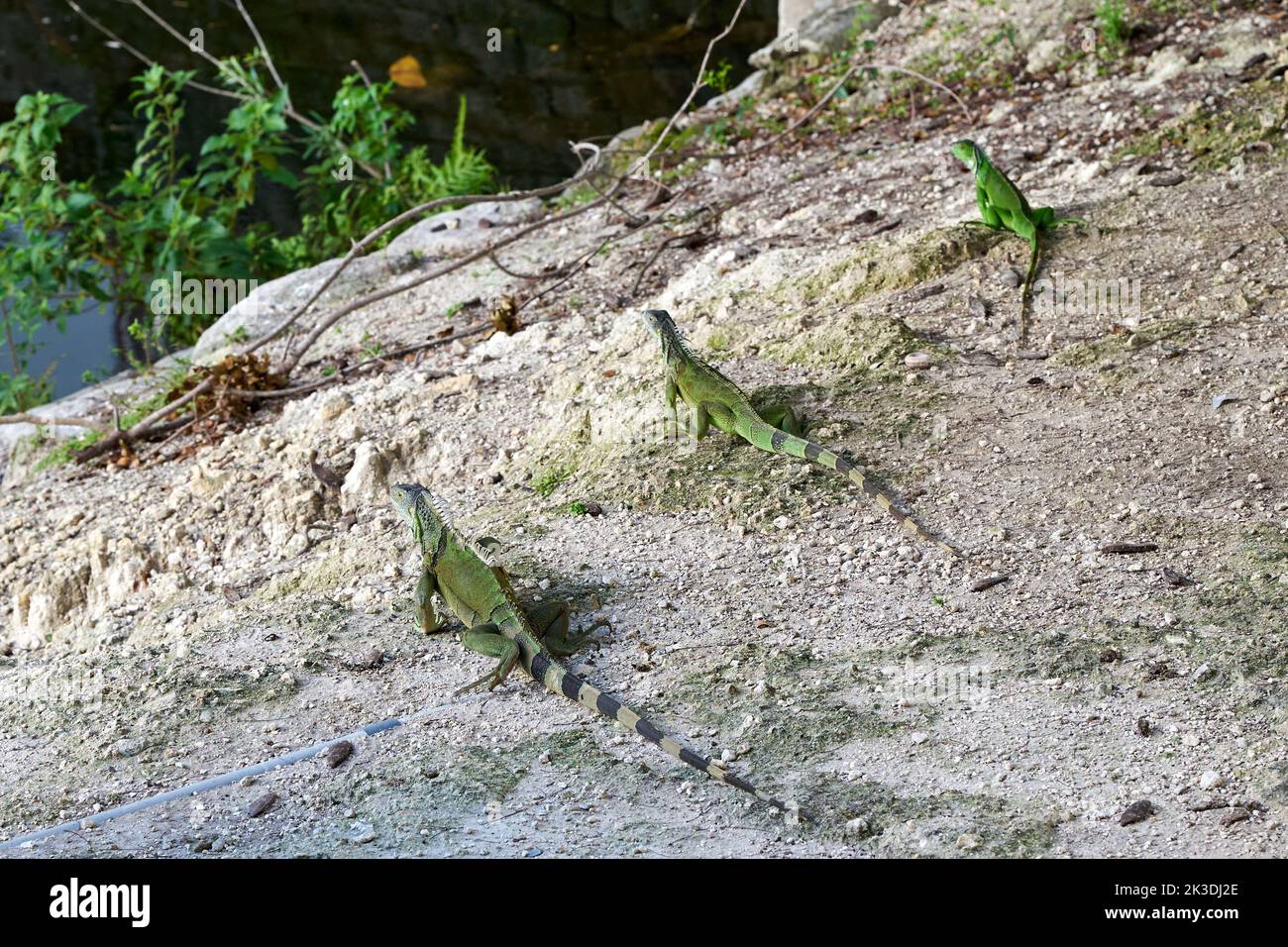 A closeup of three green iguanas on a rock Stock Photo - Alamy
