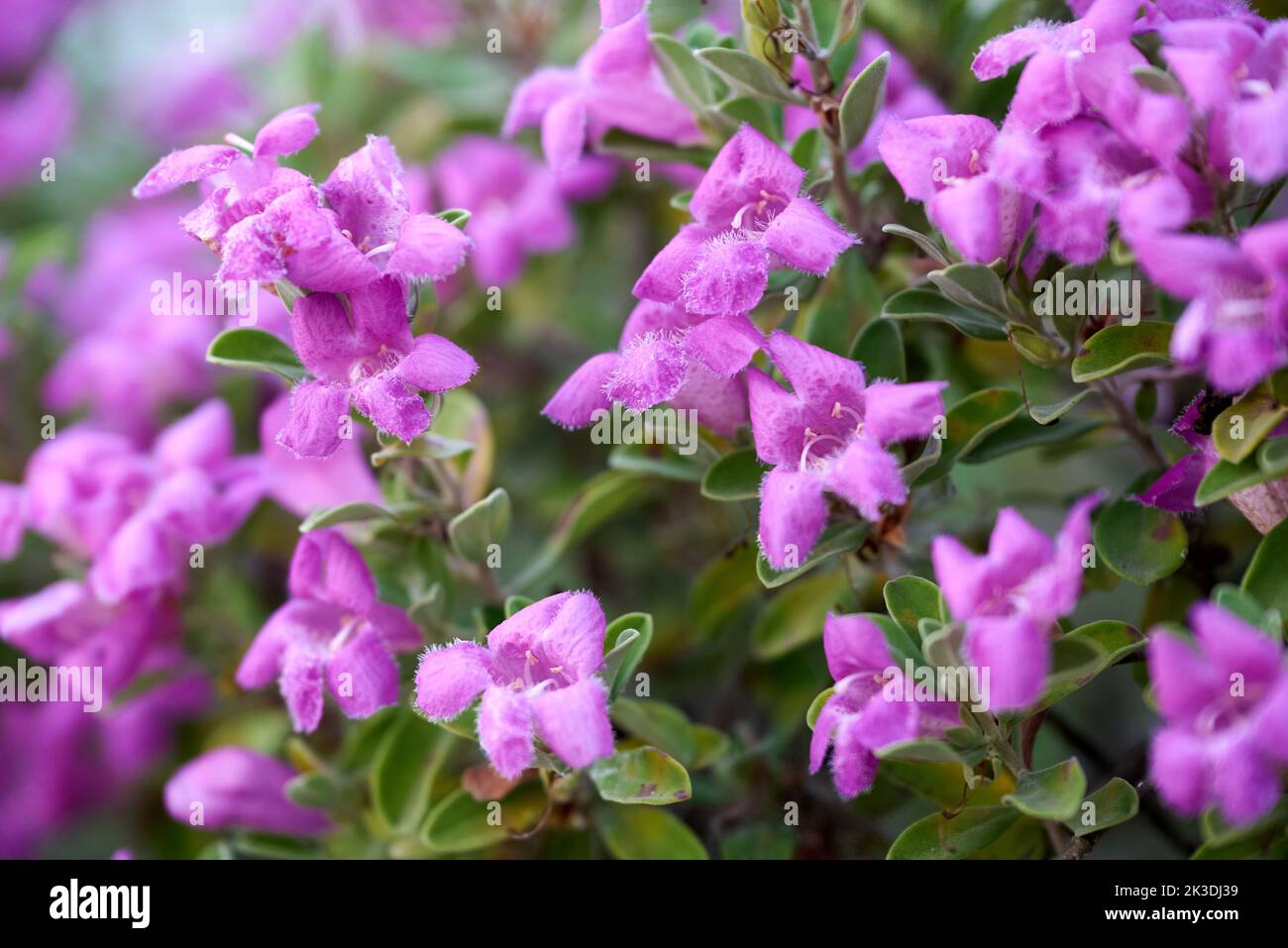 A closeup of Leucophyllum frutescens, Texas sage Stock Photo - Alamy