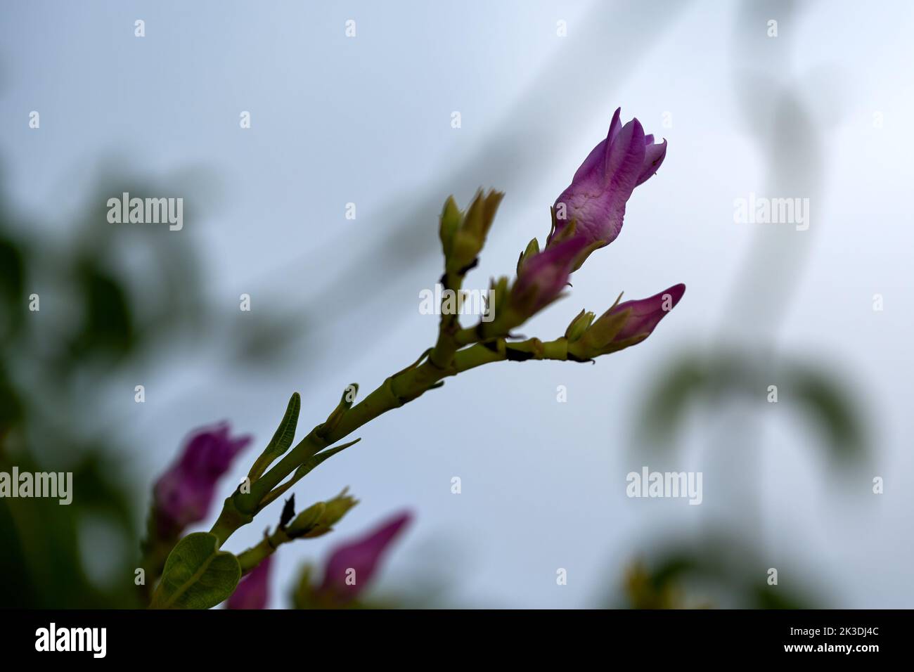 A closeup of Leucophyllum frutescens, Texas sage flower buds Stock ...