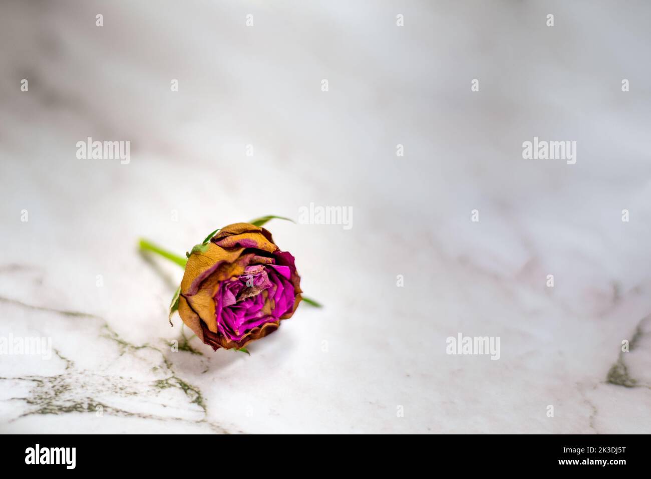 A faded rosebud on a light marble background. Past love, cooled ...