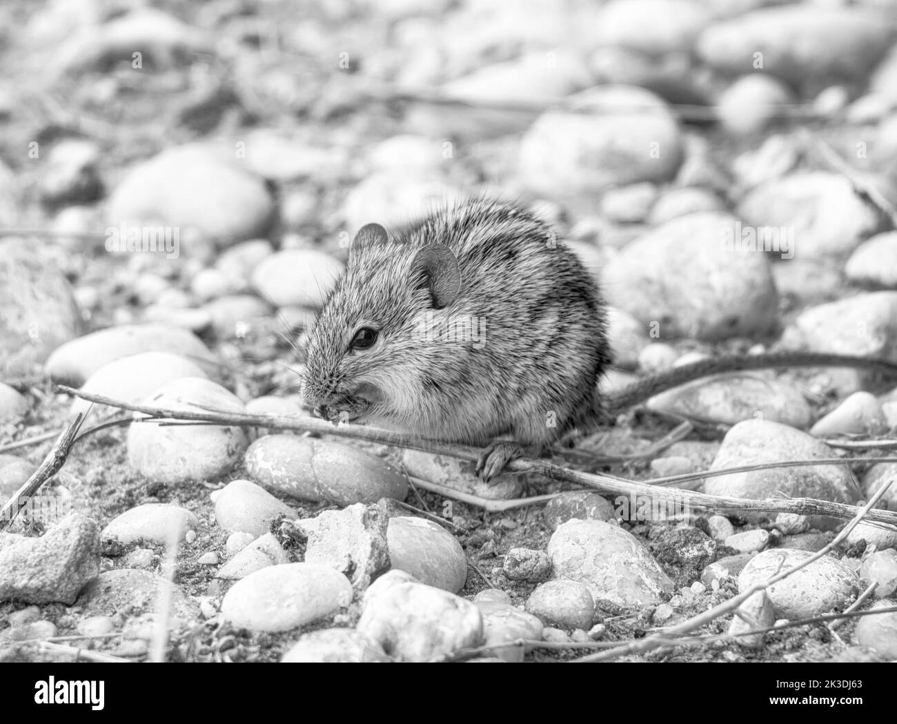 Mouse in the bush Black and White Stock Photos & Images - Alamy