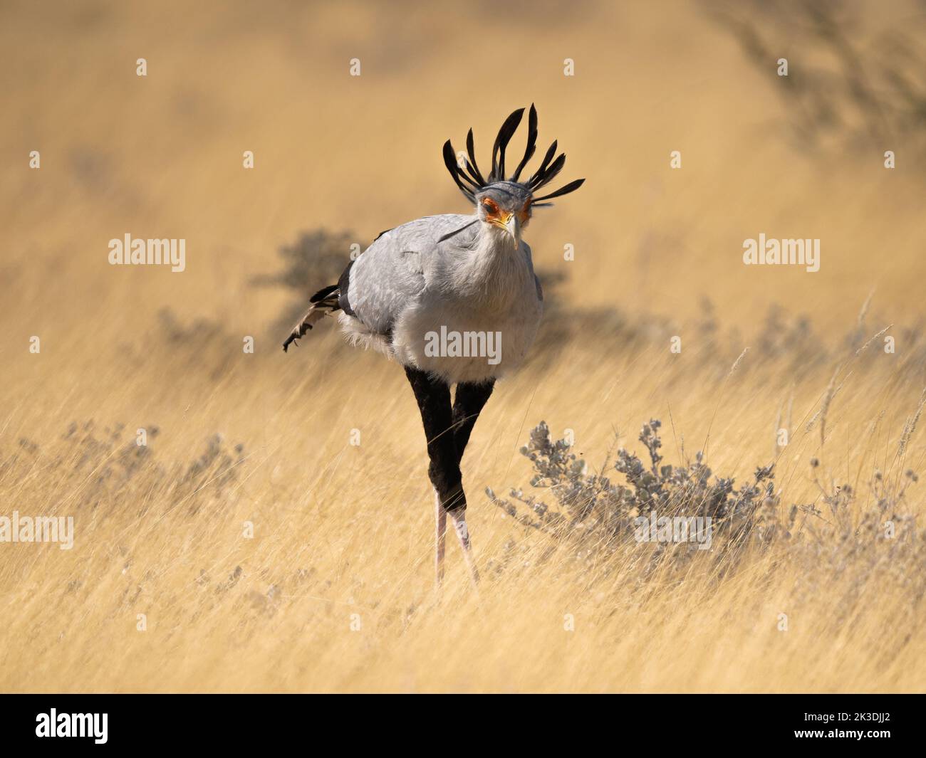 Secretarybird in Etosha Nationalpark, Namibia. This bird was ...