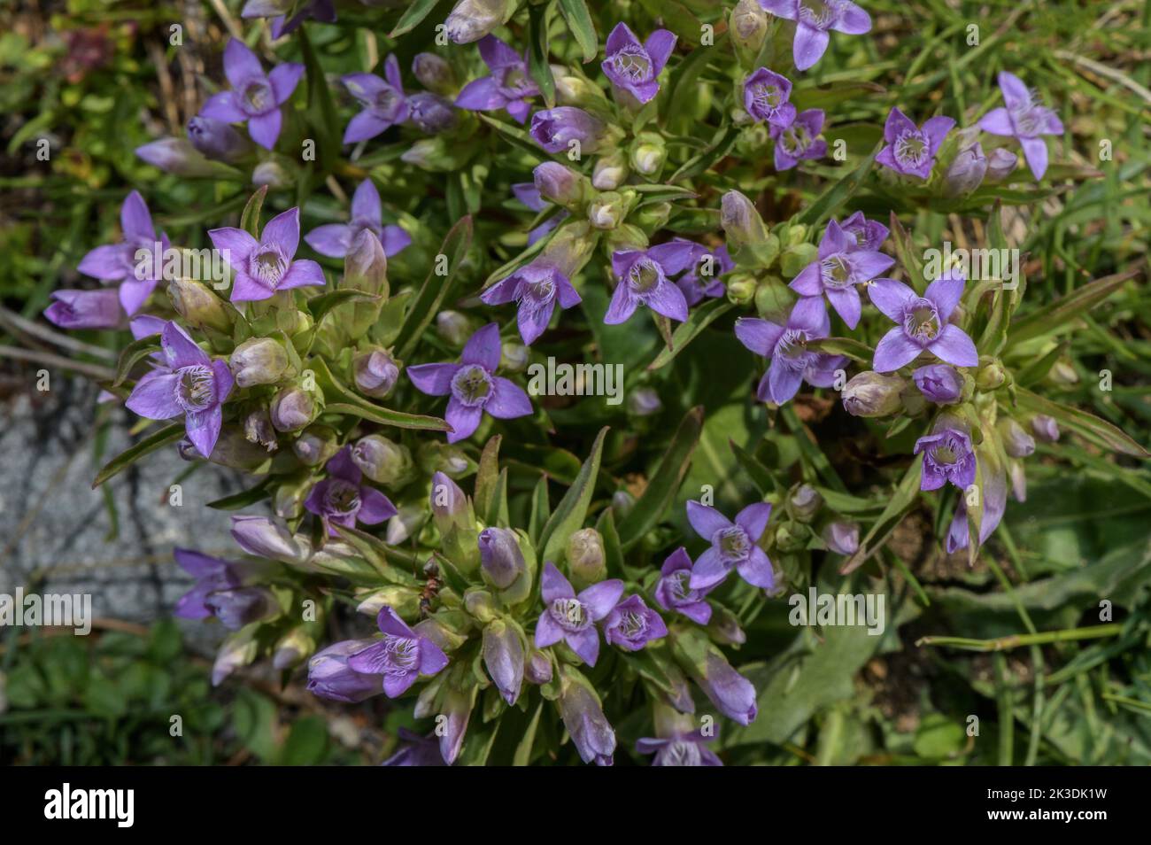 Field gentian hi-res stock photography and images - Alamy