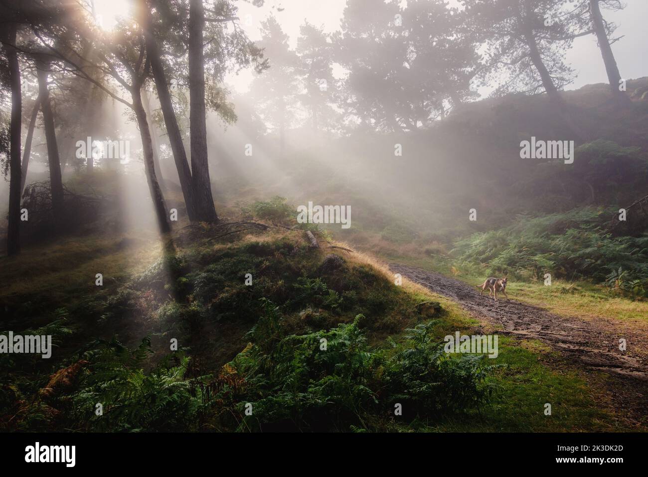 Dog running in the woods with sunbeams shining through mist and trees ...