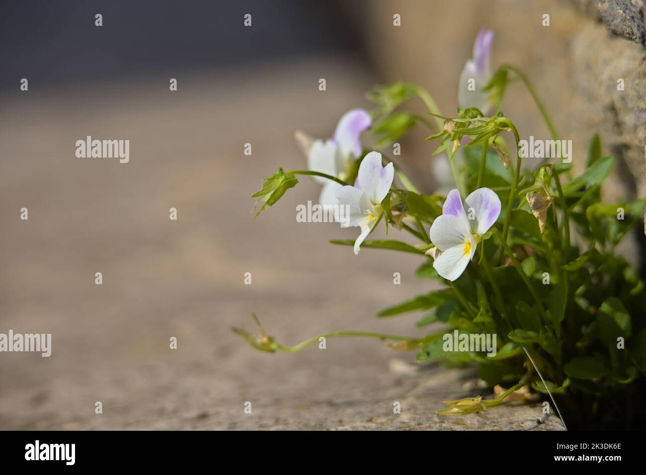 A closeup shot of wild weeds and flowers growing on the side of a road ...