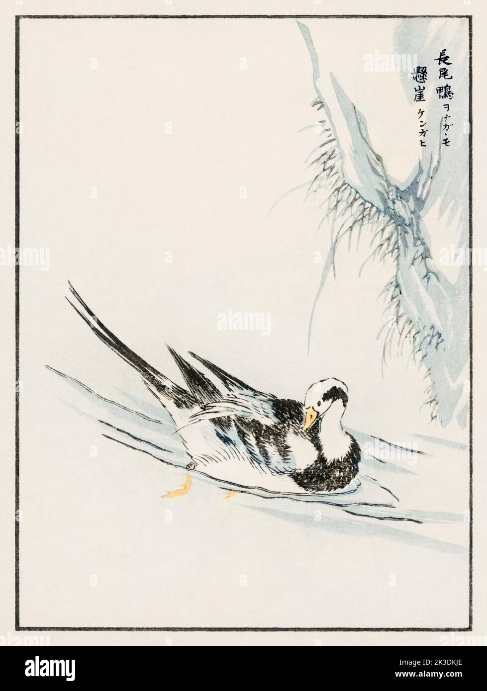 Long-tailed Wild Duck and Cliff illustration from Pictorial Monograph ...