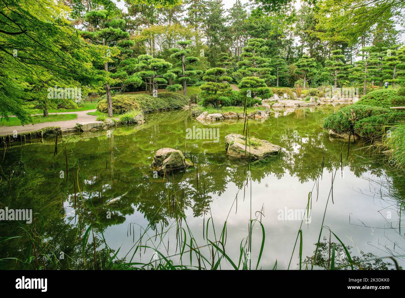 Japanese garden in Dusseldorf with carps KOI, topriary trees ( pine ...