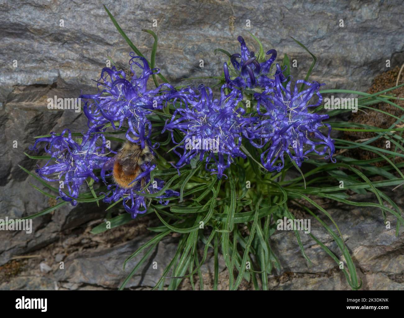 Globe-headed Rampion, Phyteuma hemisphaerica in flower on acid rock ...