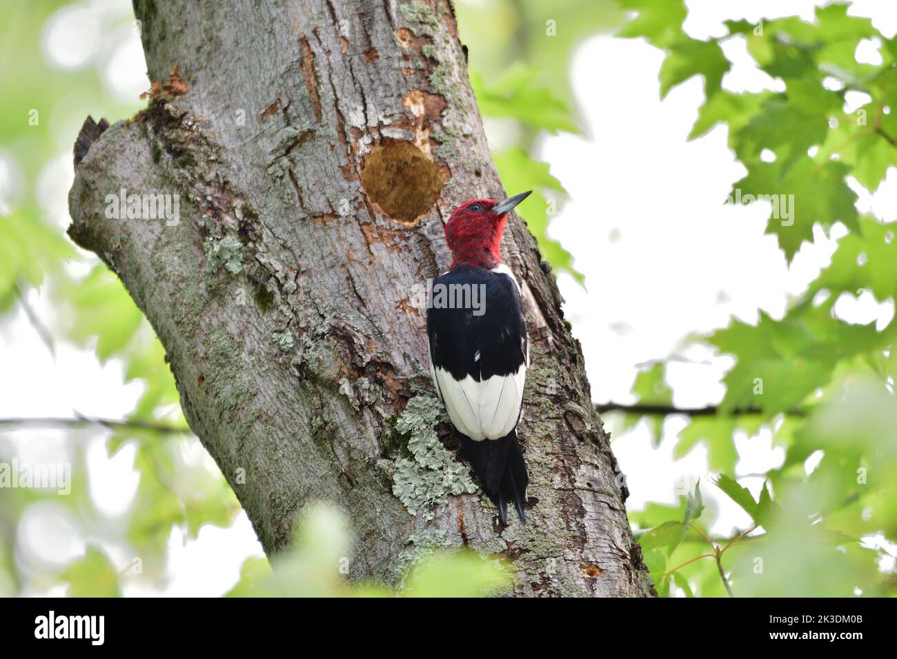 A Red Headed Woodpecker near its hole on a tree Stock Photo - Alamy