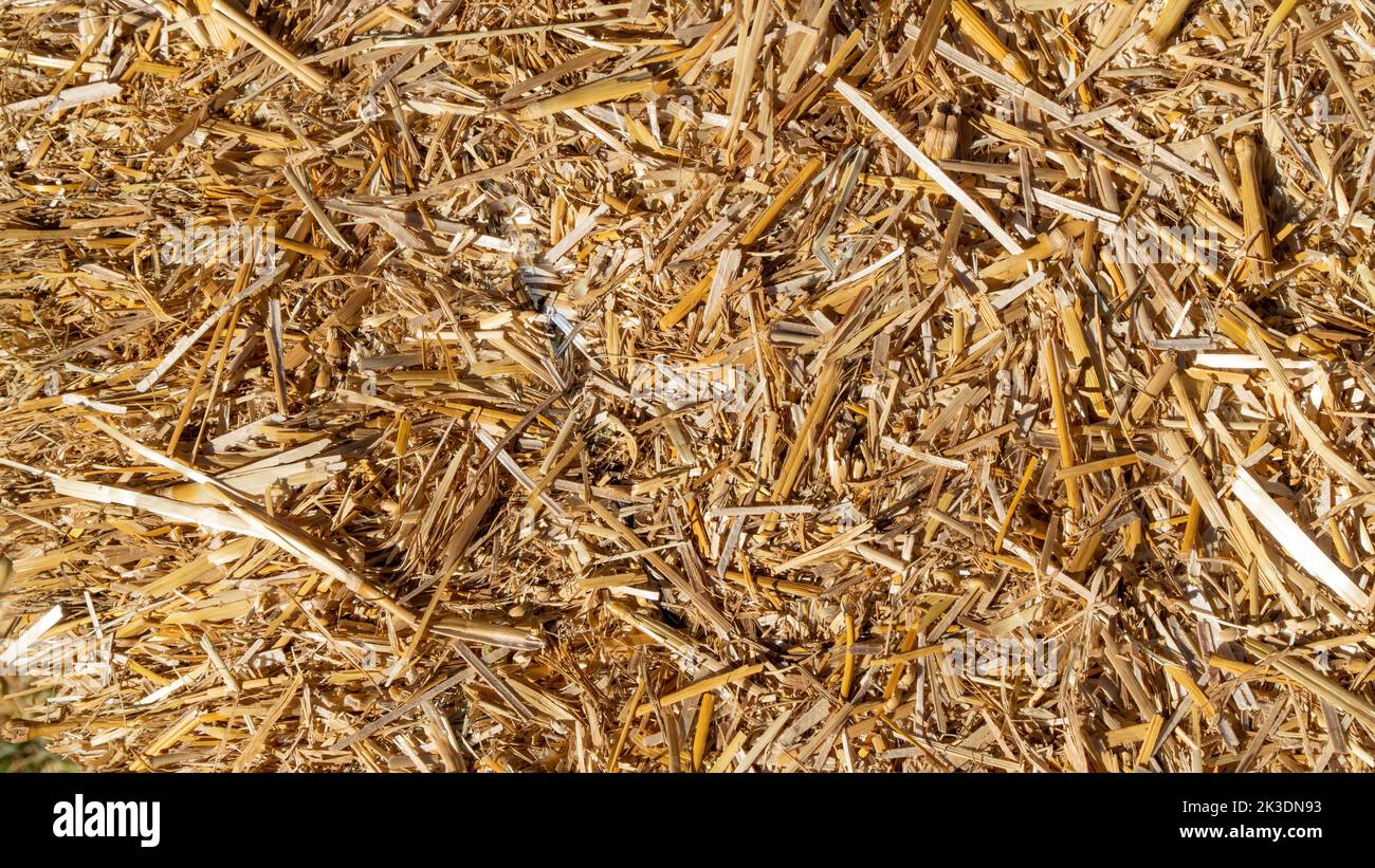 Straw hay under warm sunlight, autumn background Stock Photo - Alamy