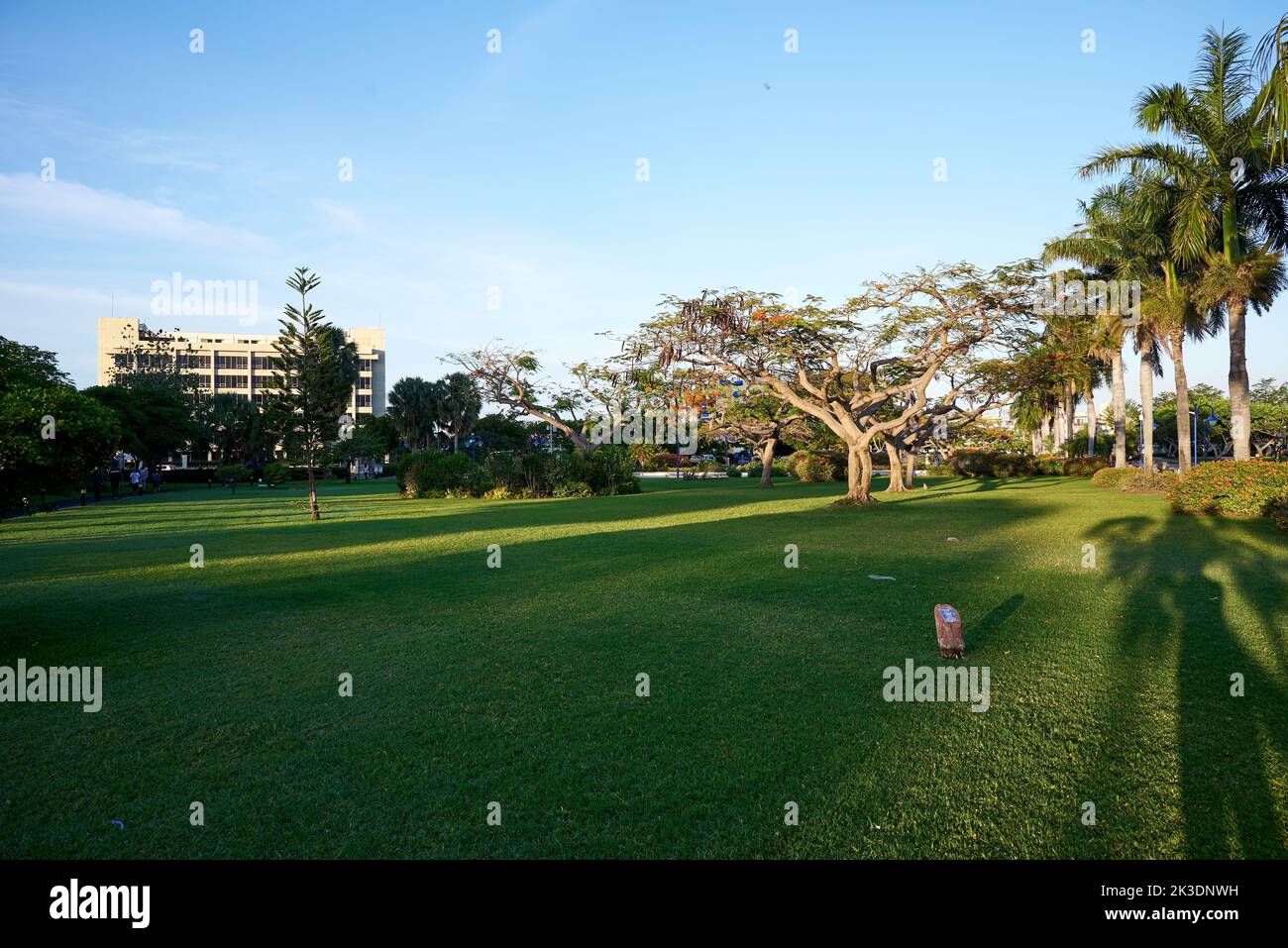 A scenic view of a park with beautiful tropical trees on a sunny day ...