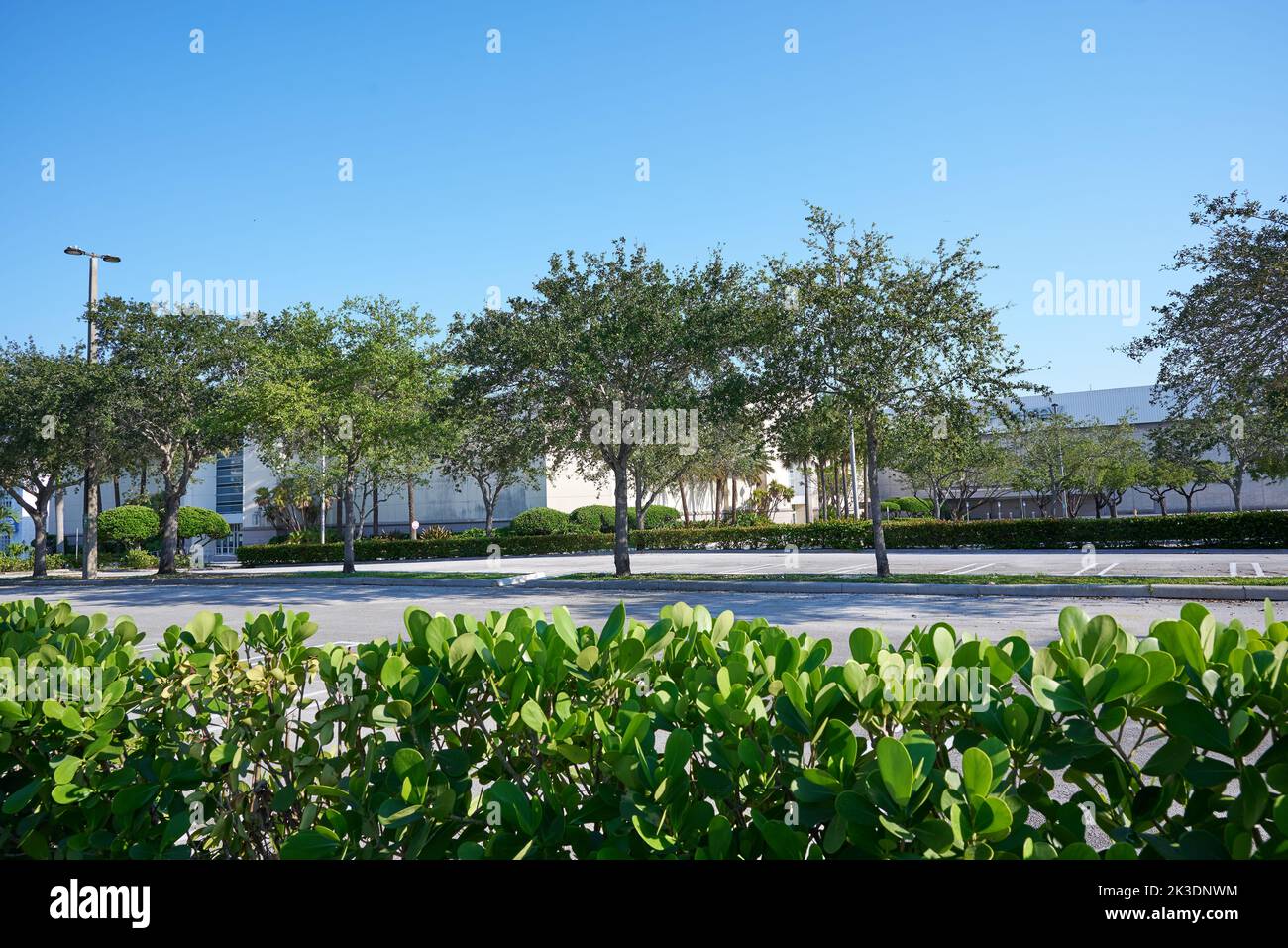 A scenic view of a park with beautiful tropical trees on a sunny day ...
