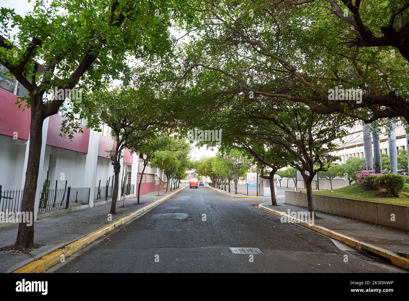 A scenic view of a street with beautiful trees on both sides Stock ...