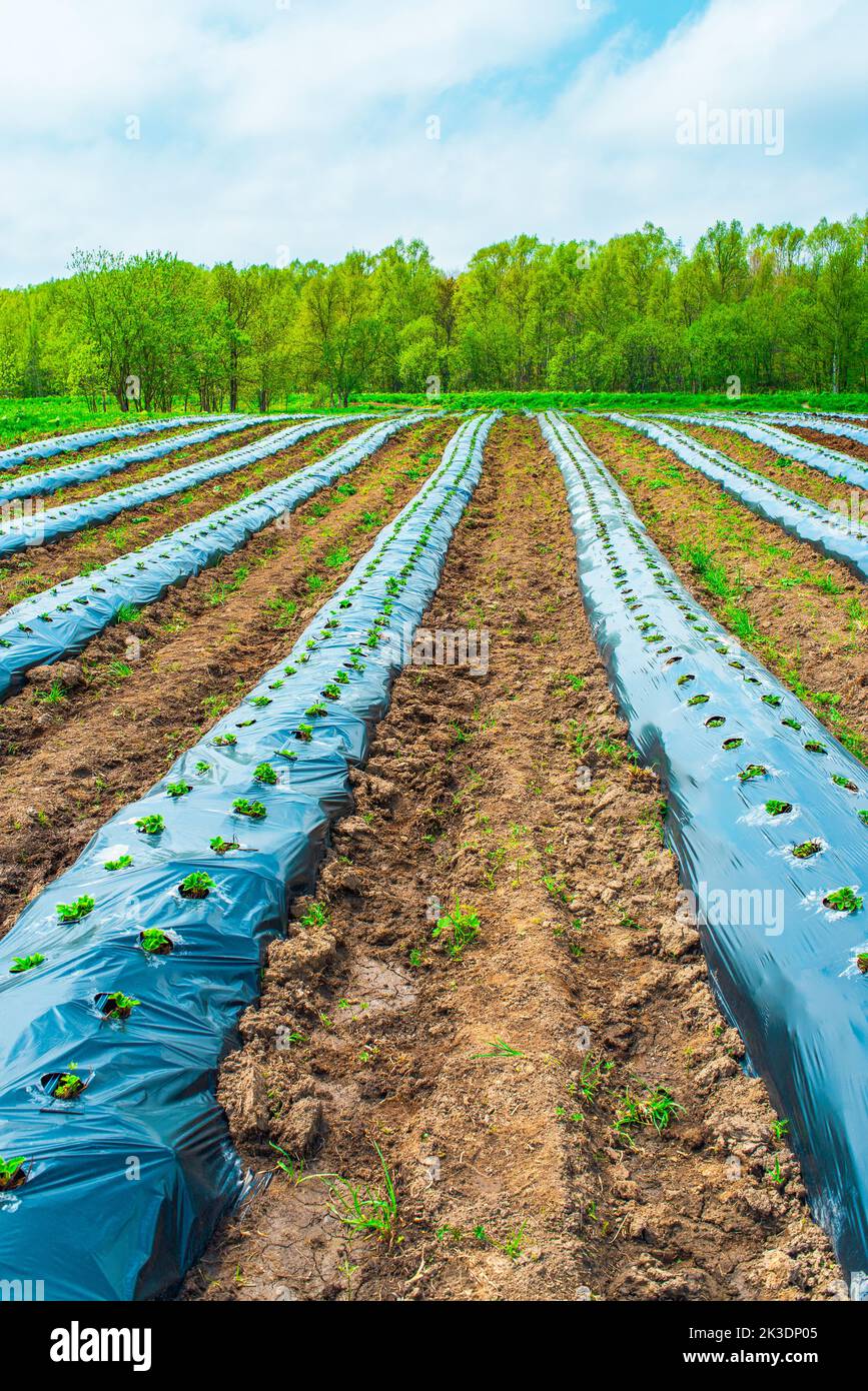 Rows of strawberry on ground covered by plastic mulch film in ...