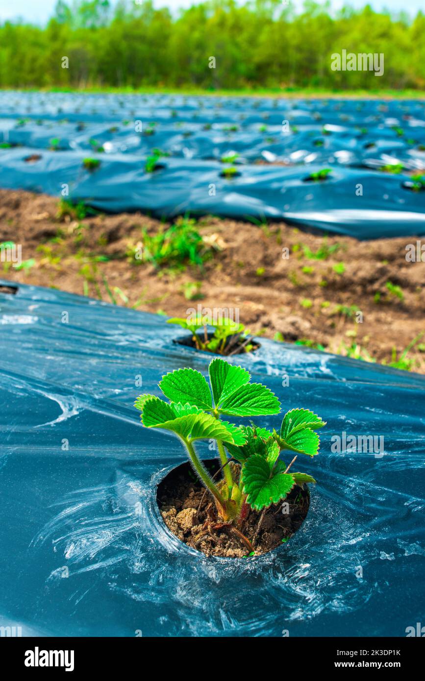 Organic mulch row of crops hi-res stock photography and images - Alamy