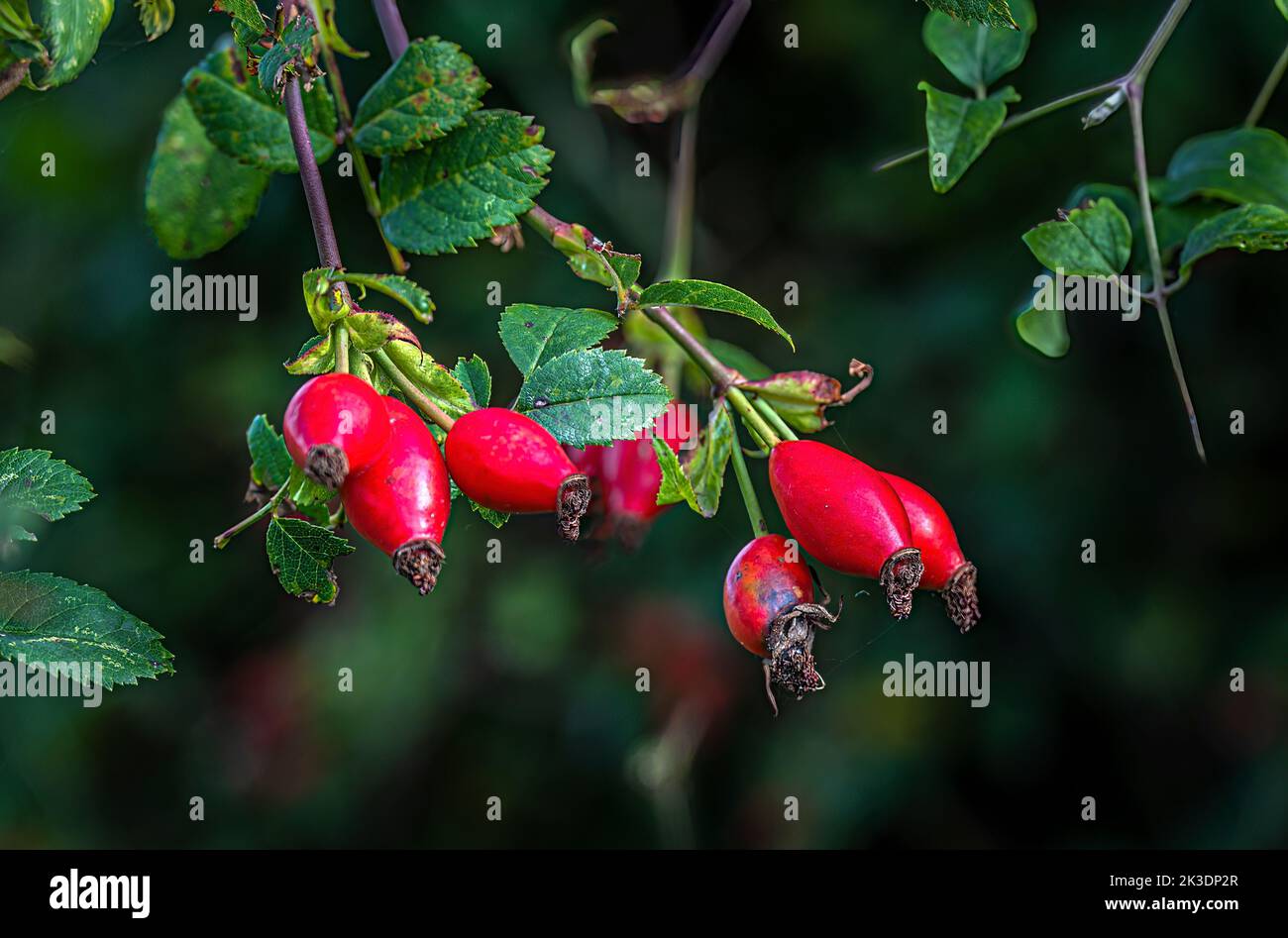 Rose hips growing amongst the hedgerow in England Stock Photo - Alamy