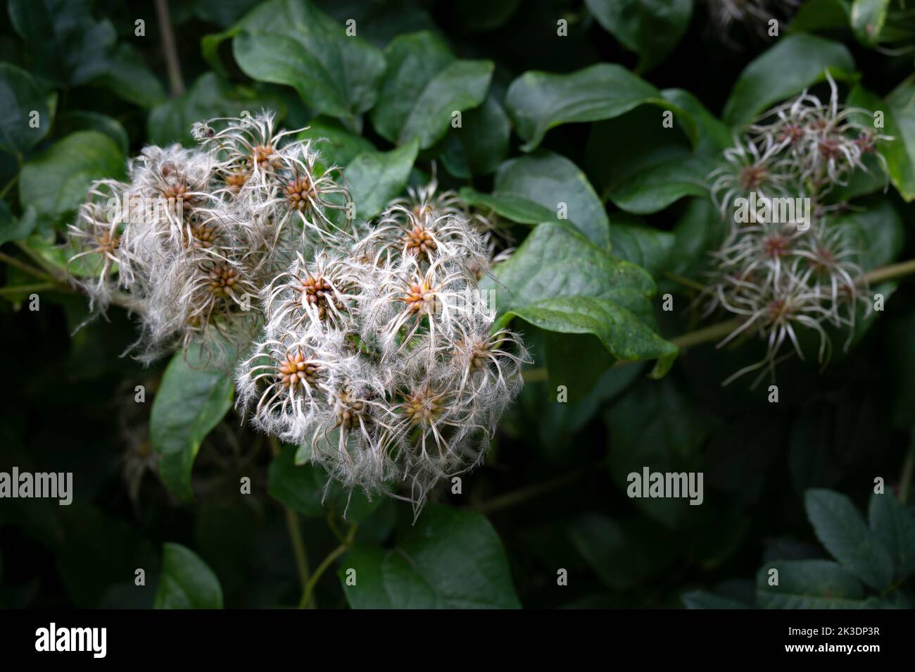 Wild clematis or clematis vitalba growing in English hedgerow in autumn ...