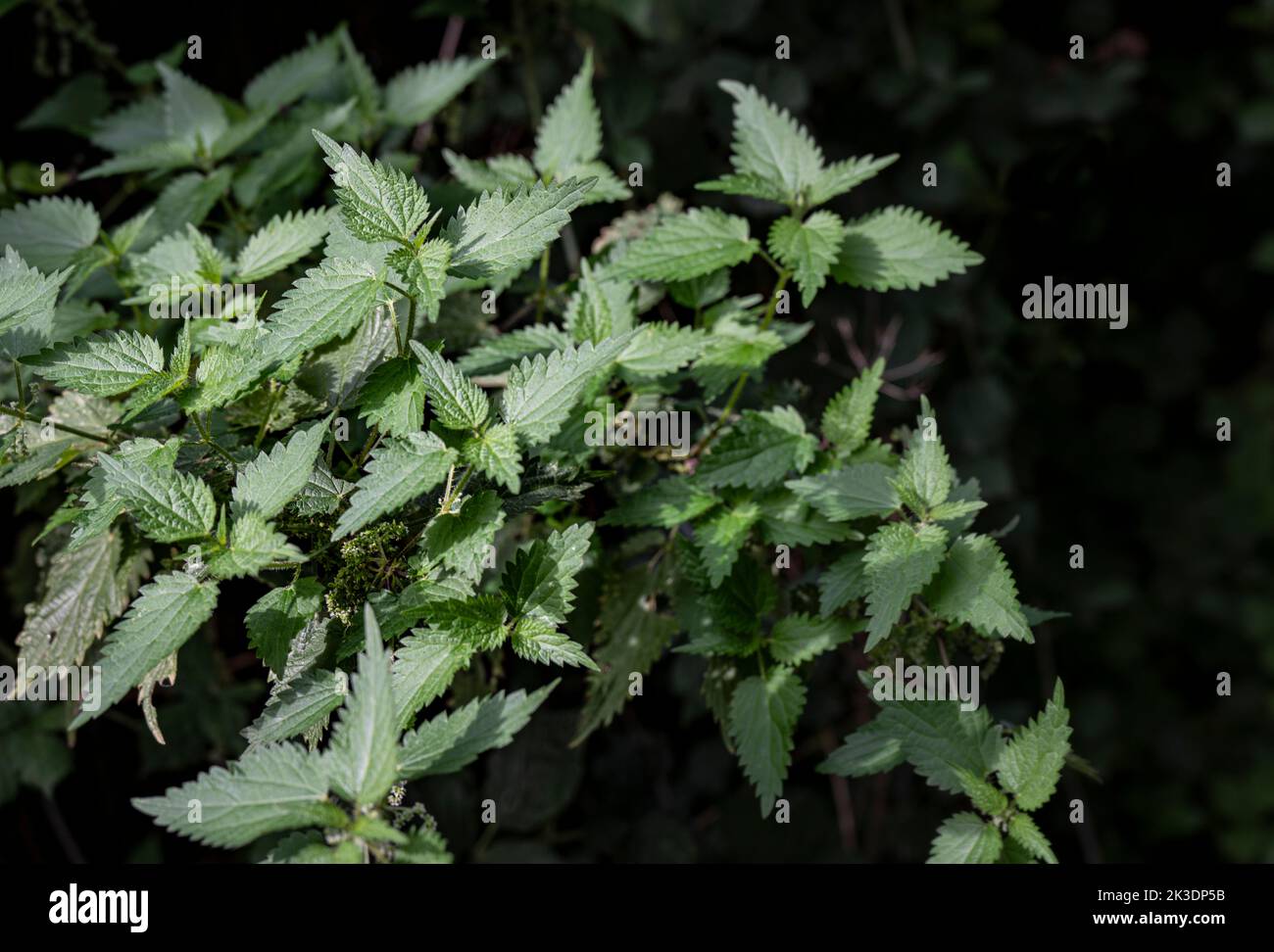 Stinging nettles growing among an English hedgerow in the countryside ...
