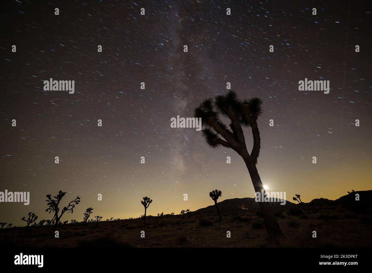 Night starry night at Joshua Tree National Park, California Stock Photo ...