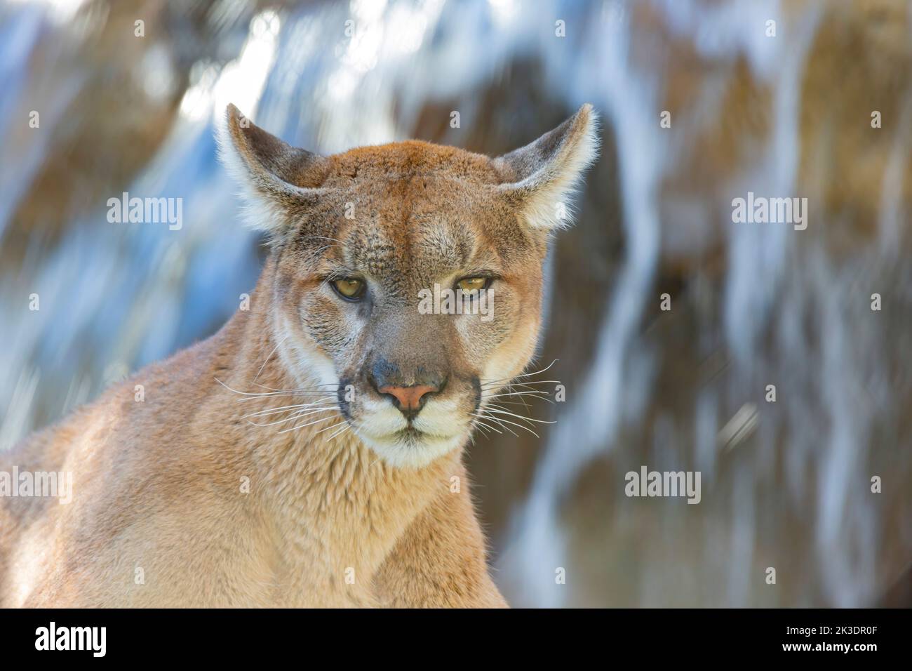 Costa rican puma hi-res stock photography and images - Alamy