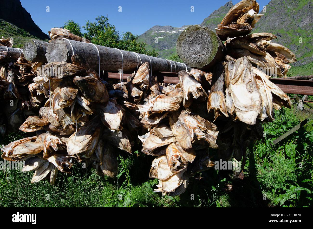 Norway, Lufoten islands, Cod being dried close to the village of Å ...