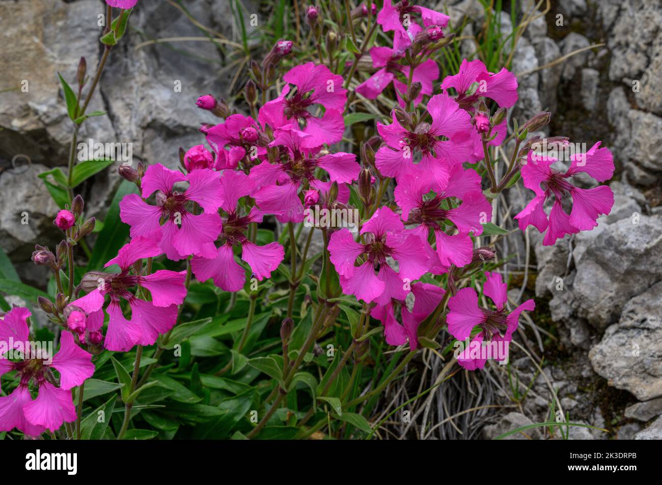 Large-flowered Catchfly, Silene elisabethae, in flower on the limestone ...