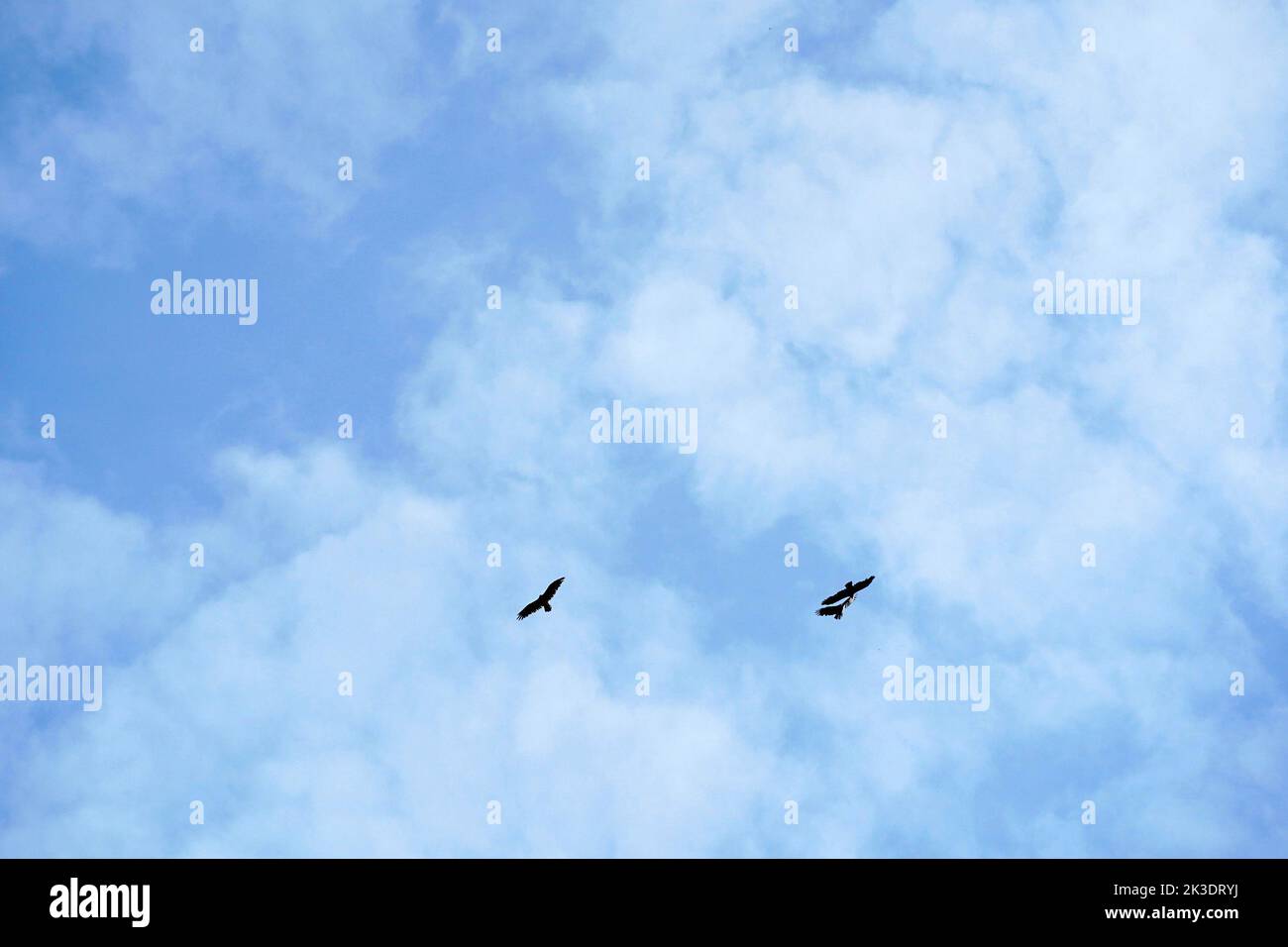 flying buzzard vulture bird outdoor Stock Photo - Alamy