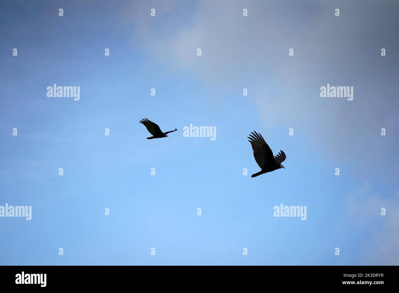 flying buzzard vulture bird outdoor Stock Photo - Alamy