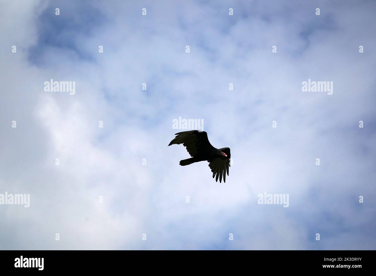 flying buzzard vulture bird outdoor Stock Photo - Alamy