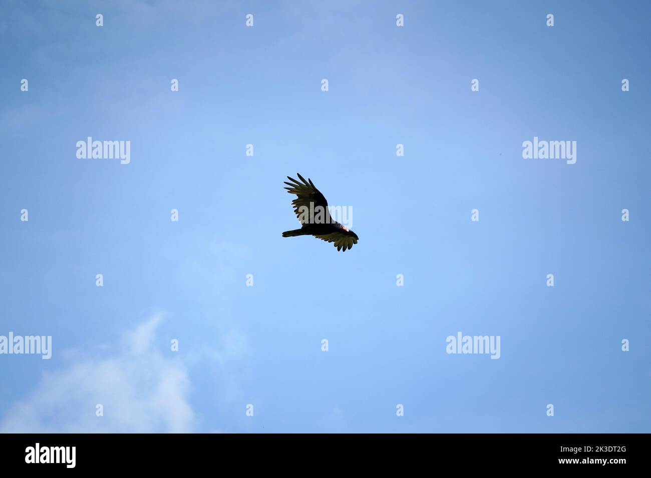 flying buzzard vulture bird outdoor Stock Photo - Alamy