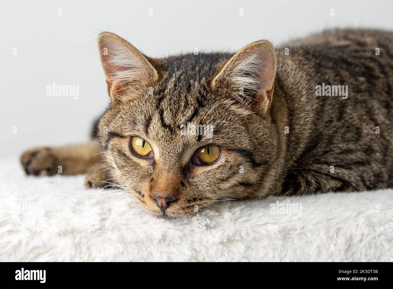 Domesticated tabby cat with yellow eyes in studio posing Stock Photo ...