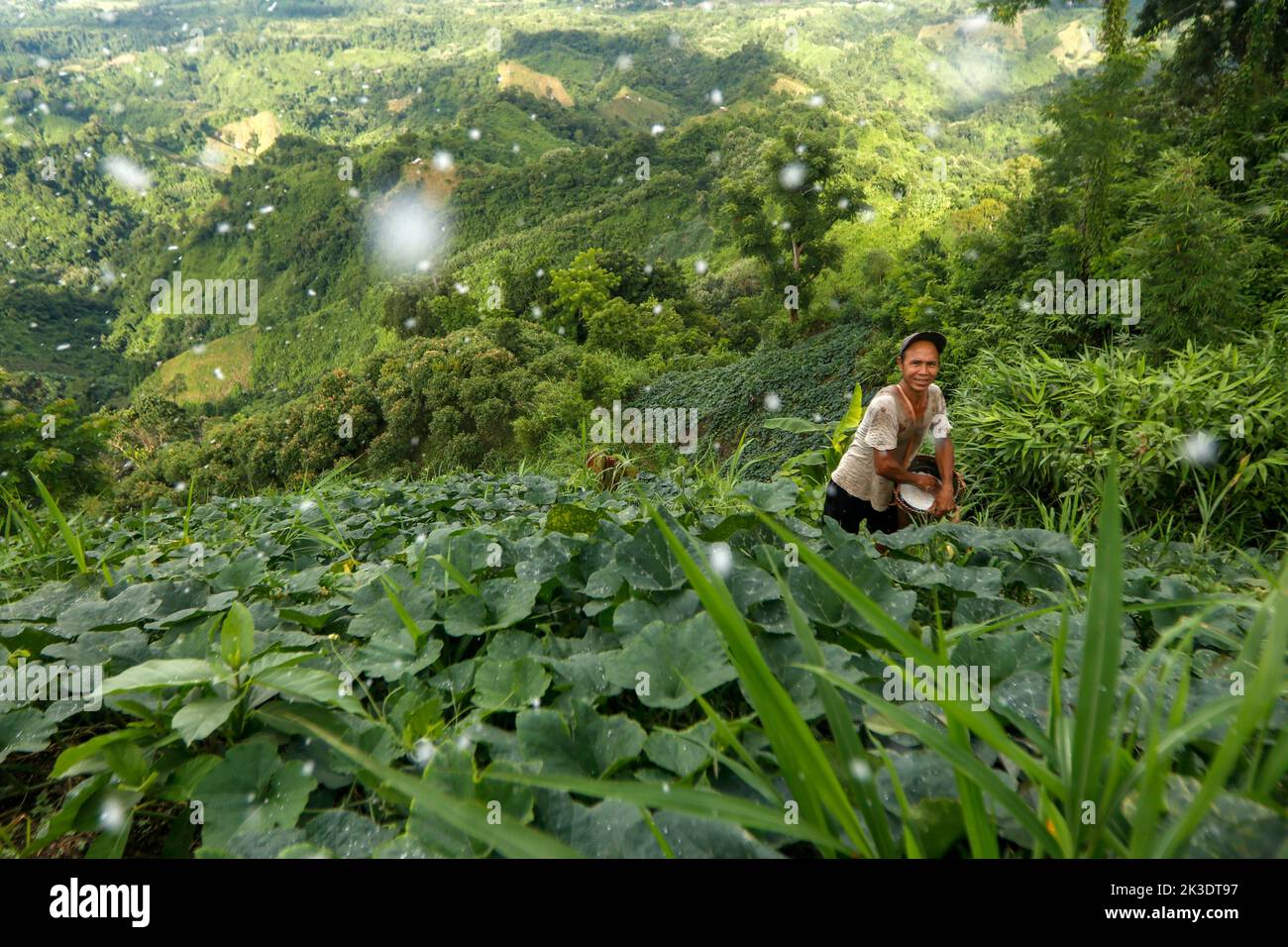 Dhaka, Dhaka, Bangladesh. 26th Sep, 2022. A indigenous farmer sprays ...