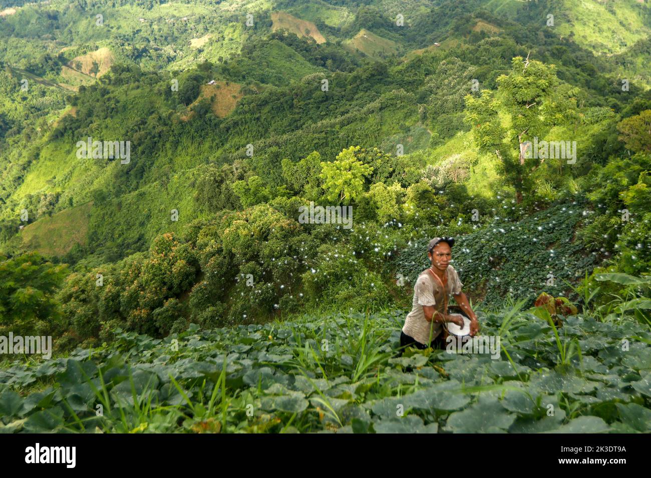 Dhaka, Dhaka, Bangladesh. 26th Sep, 2022. A indigenous farmer sprays ...