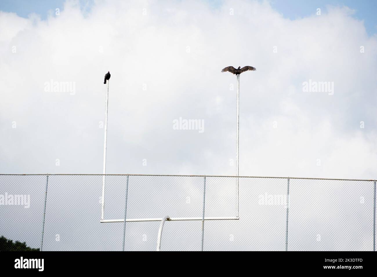 buzzard vulture bird on american football field post Stock Photo - Alamy