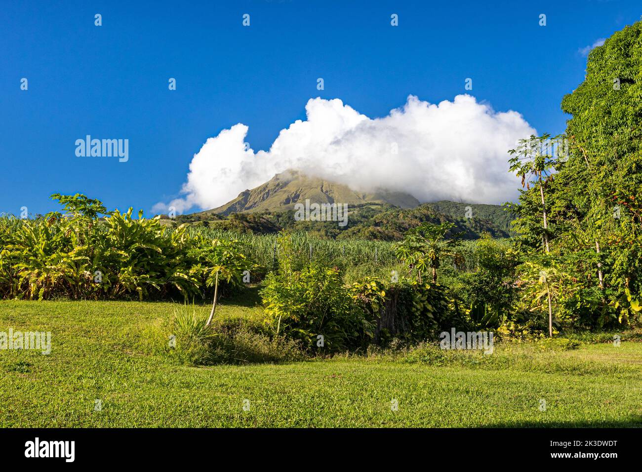 Martinique, Saint-Pierre: Mount Pelee viewed from the famous rum ...