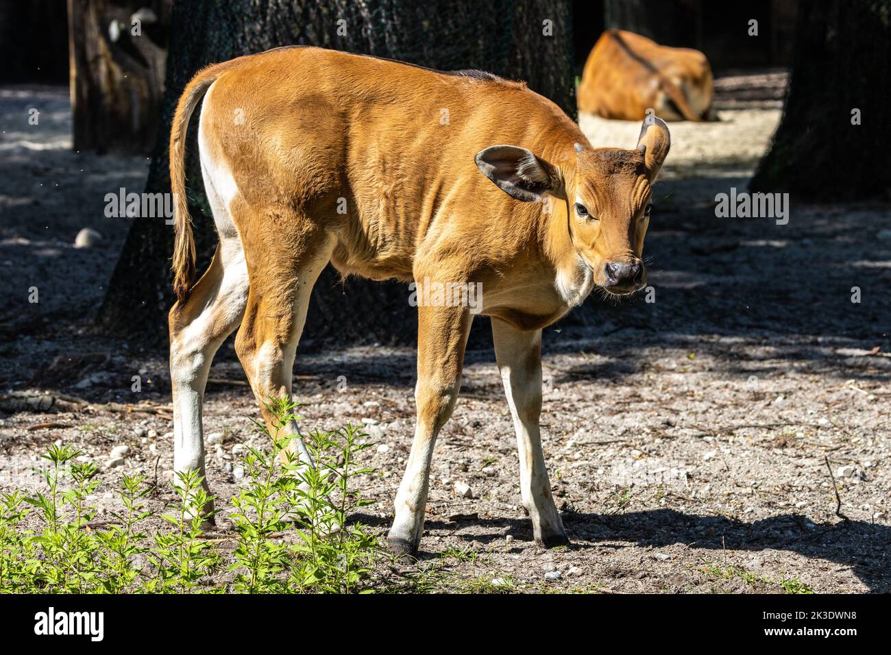 Banteng, Bos javanicus or Red Bull. It is a type of wild cattle But ...