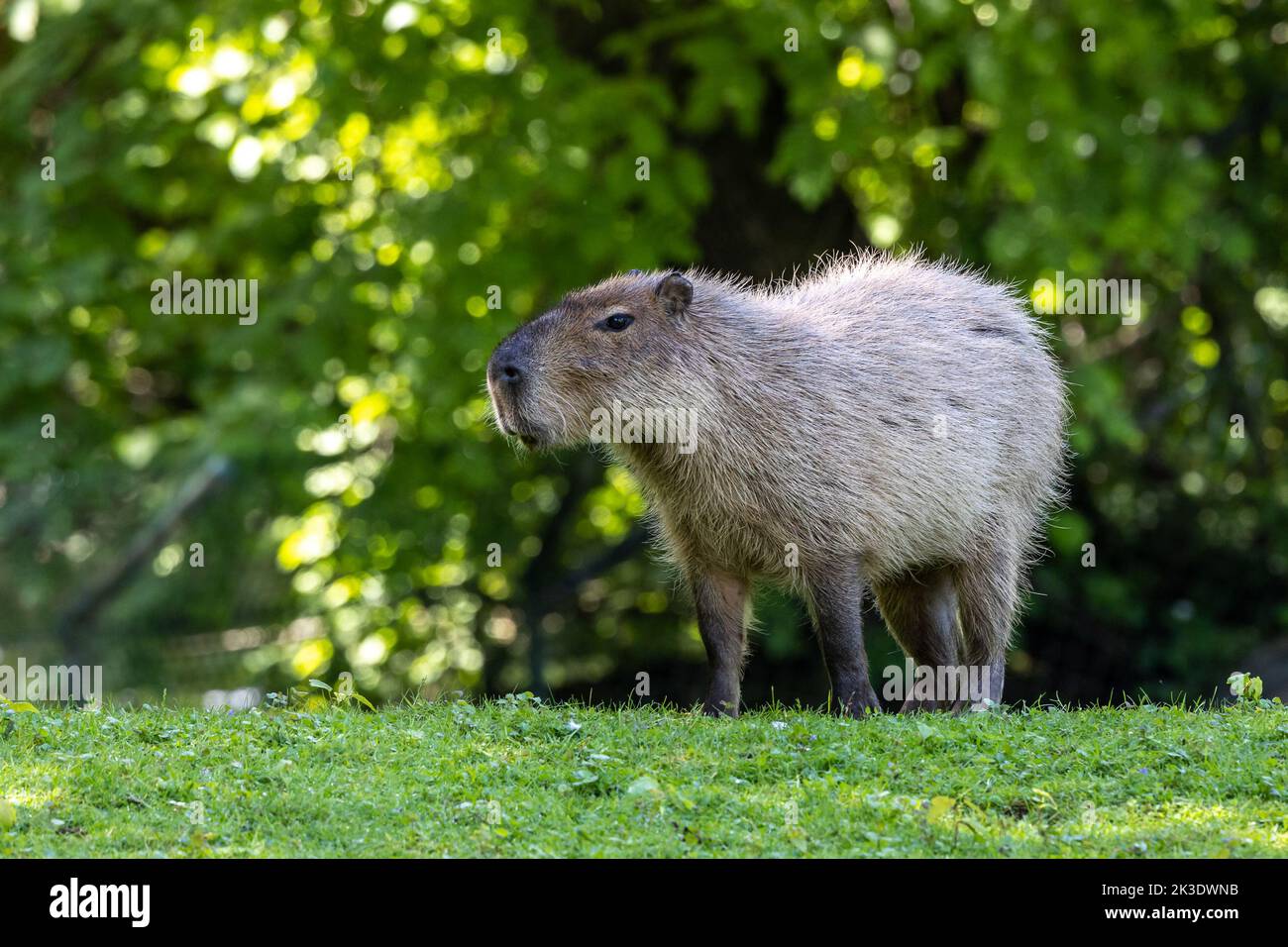 The capybara, Hydrochoerus hydrochaeris is a mammal native to South ...