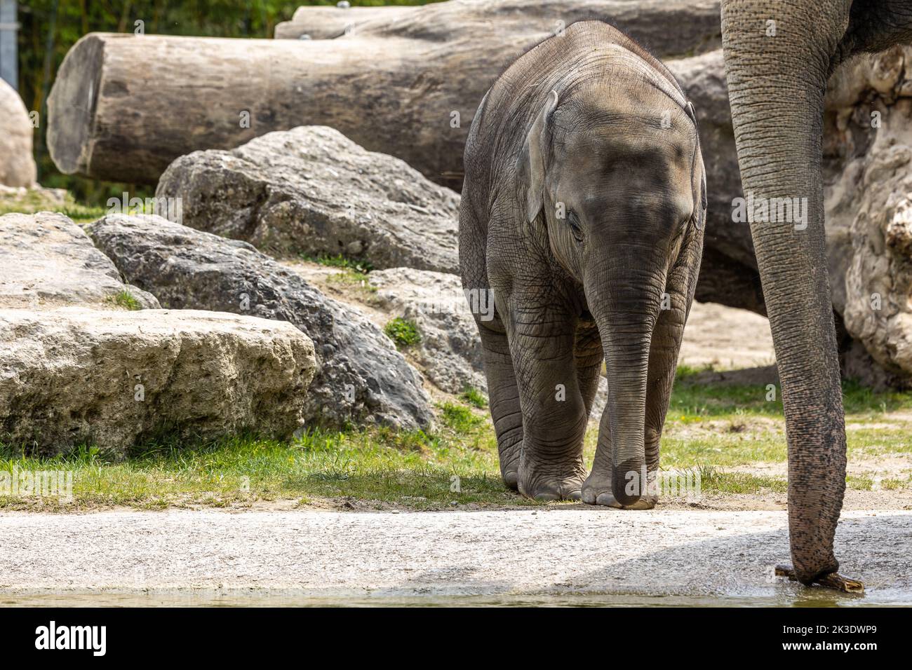 A young little Asian elephant, Elephas maximus also called Asiatic ...