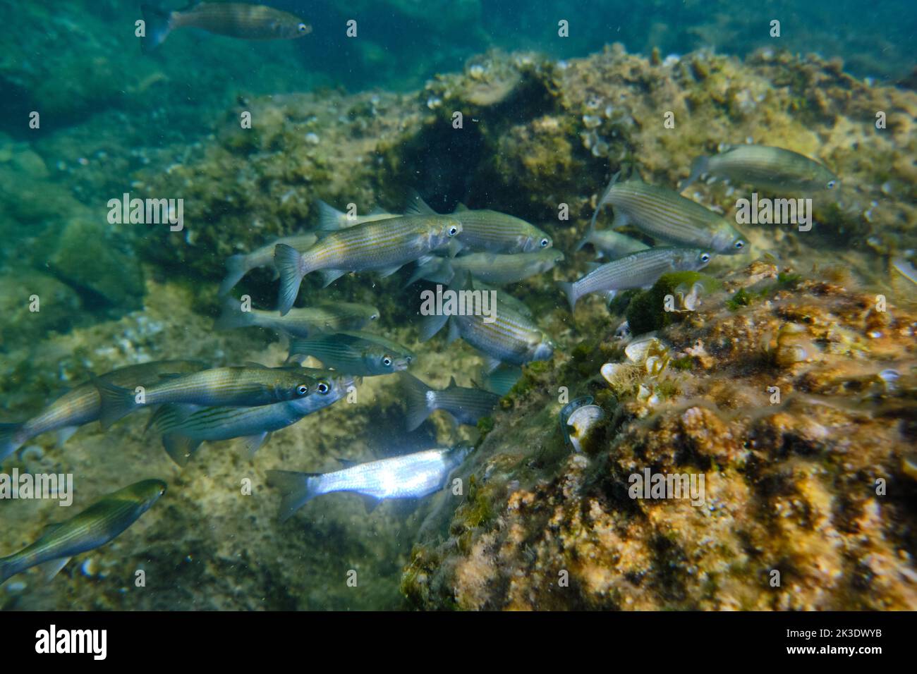 Fish at the bottom of the sea hi-res stock photography and images - Alamy