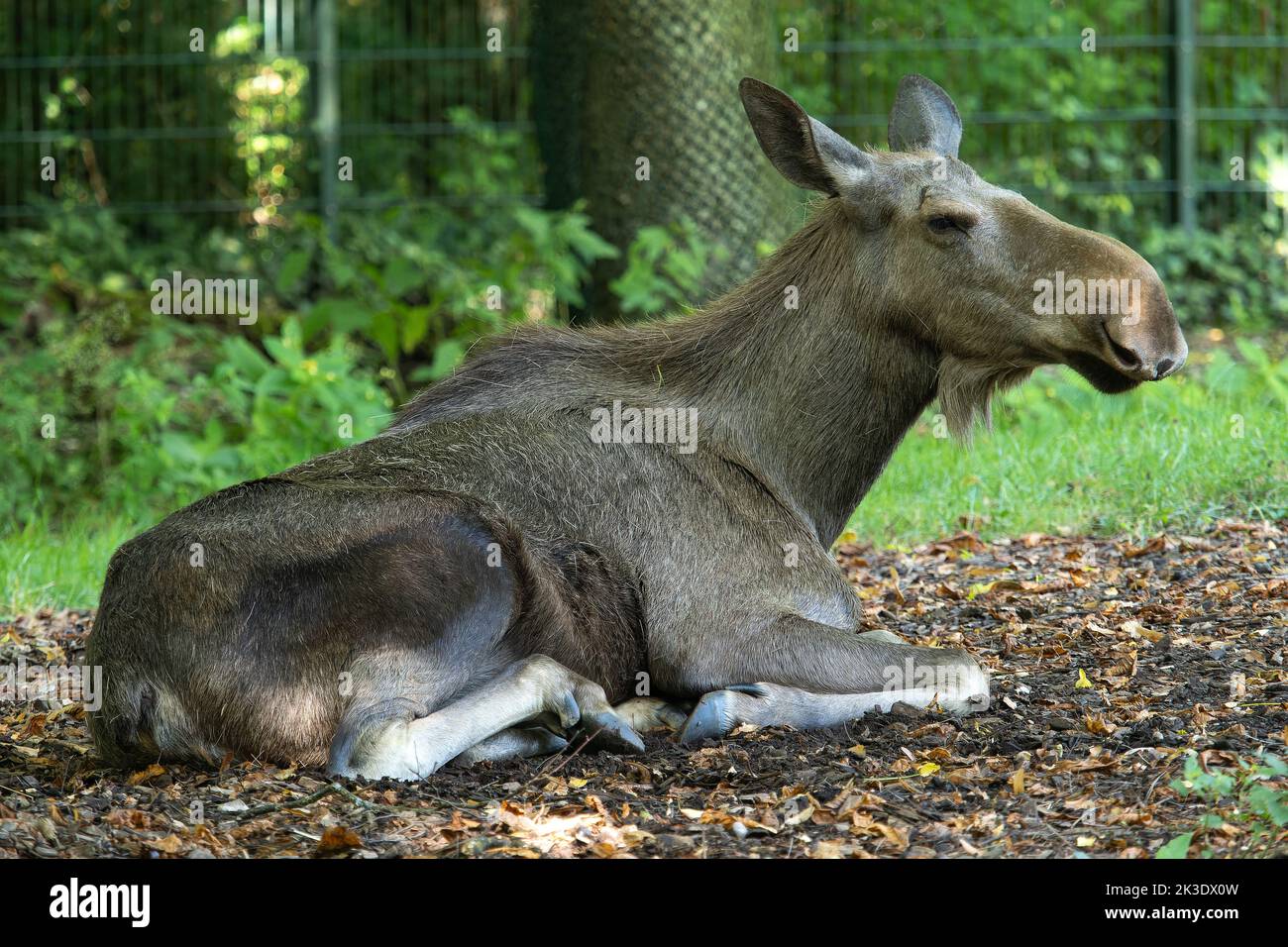 European Moose, Alces alces, also known as the elk. Wild life animal ...
