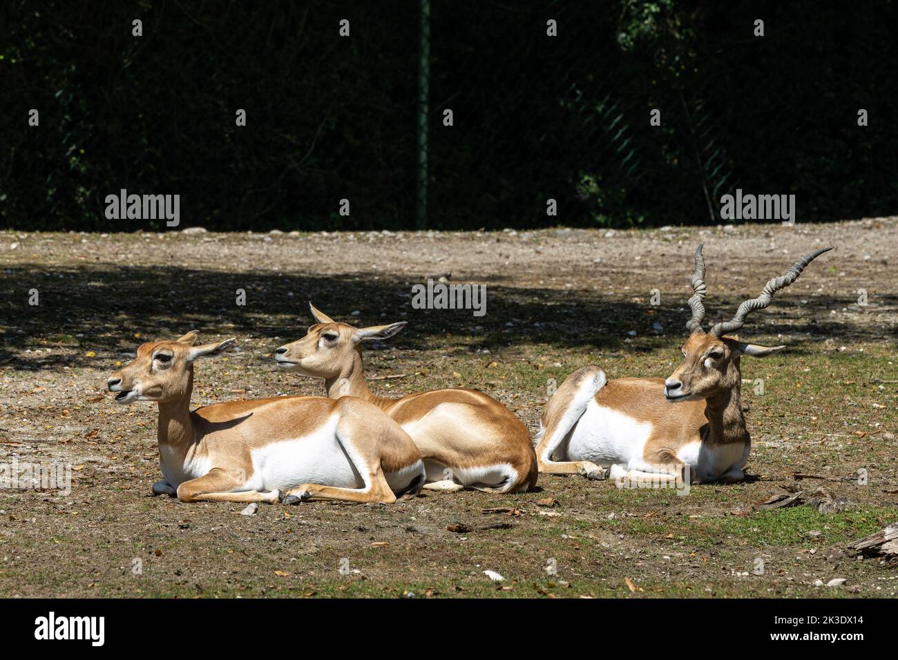 Indian Blackbuck, Antelope cervicapra or Indian antelope. The blackbuck ...