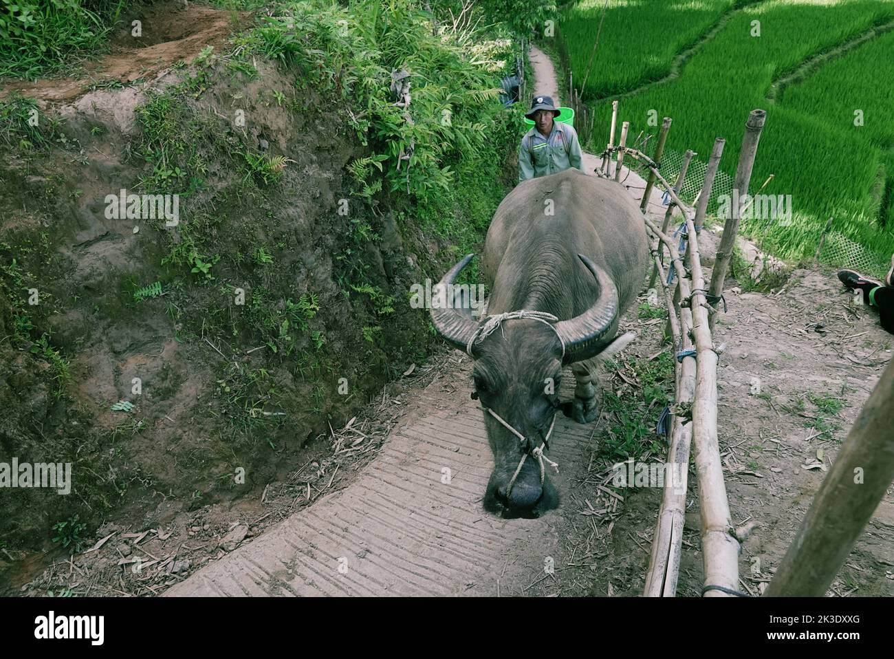 Ox its owner coming up tight path rice terrace behind hi-res stock ...