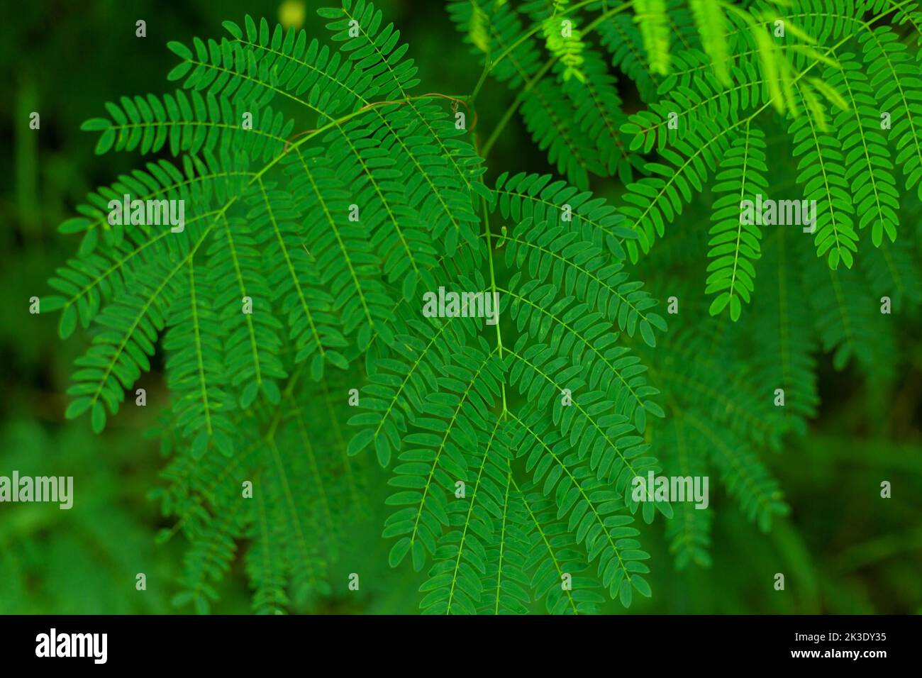 Tropical green leaves fresh blur background Stock Photo - Alamy