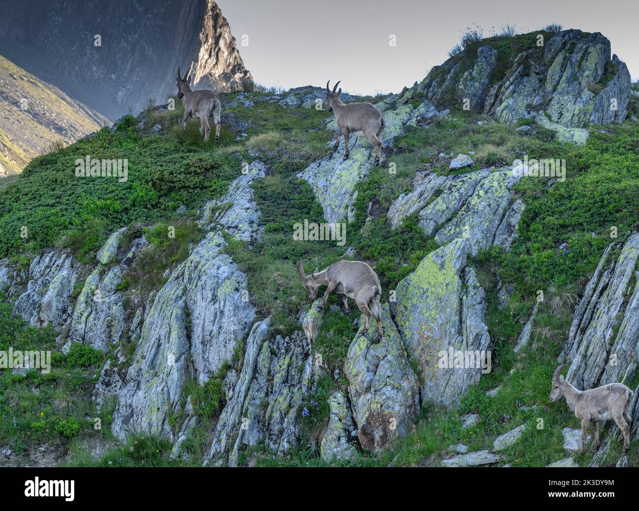 Part of family group of Alpine ibex, Capra ibex, grazing on Nufenen ...