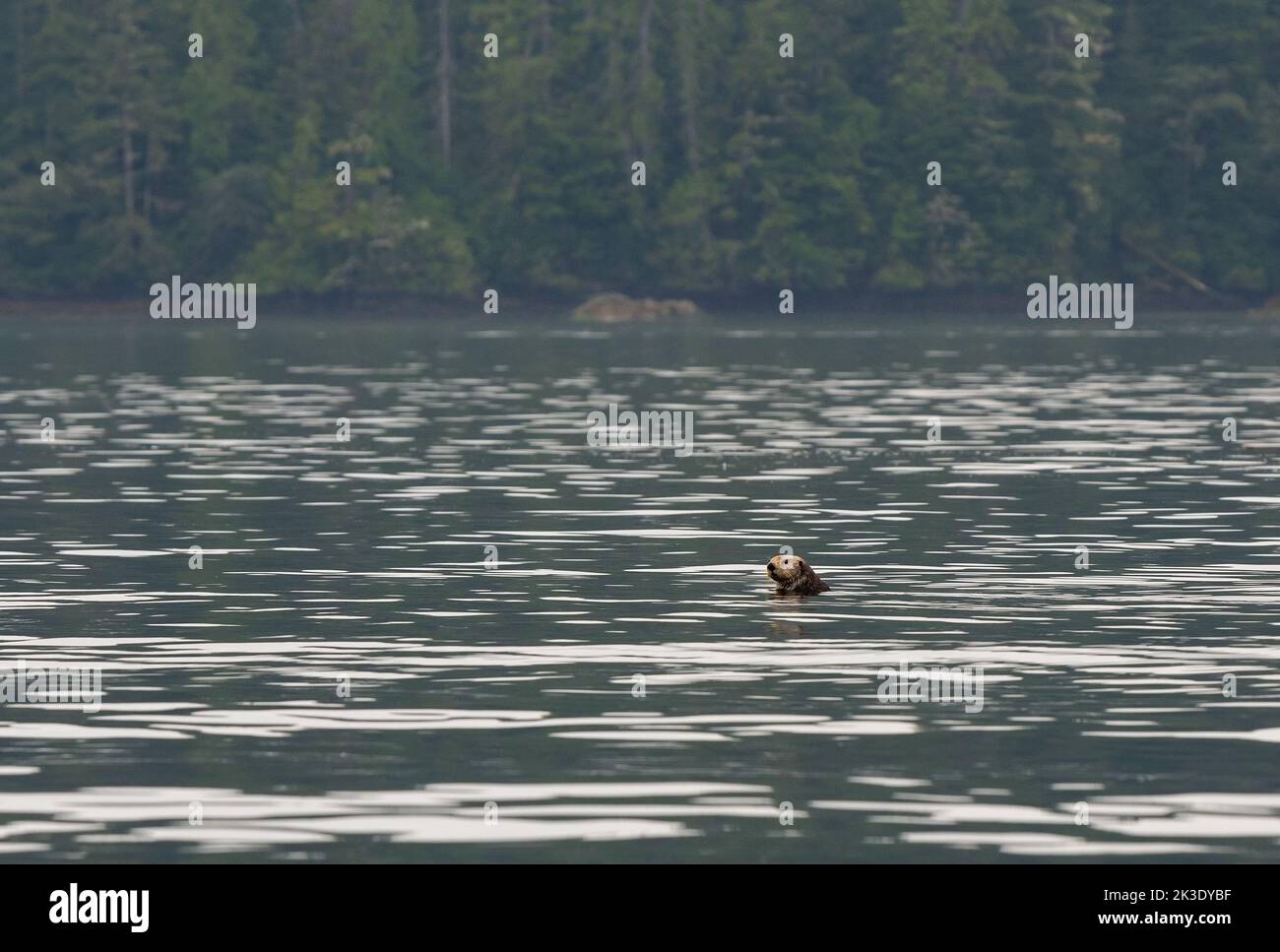 Sea otter (Enhydra lutris) with head out of the water, Tofino ...