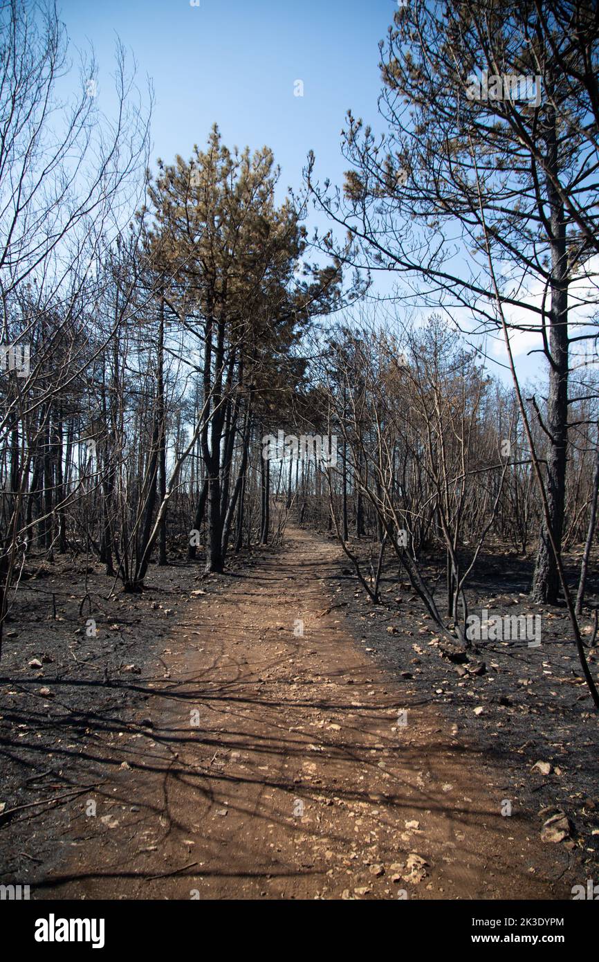 Burned landscape after big summer wildfires in Karst region in Slovenia ...