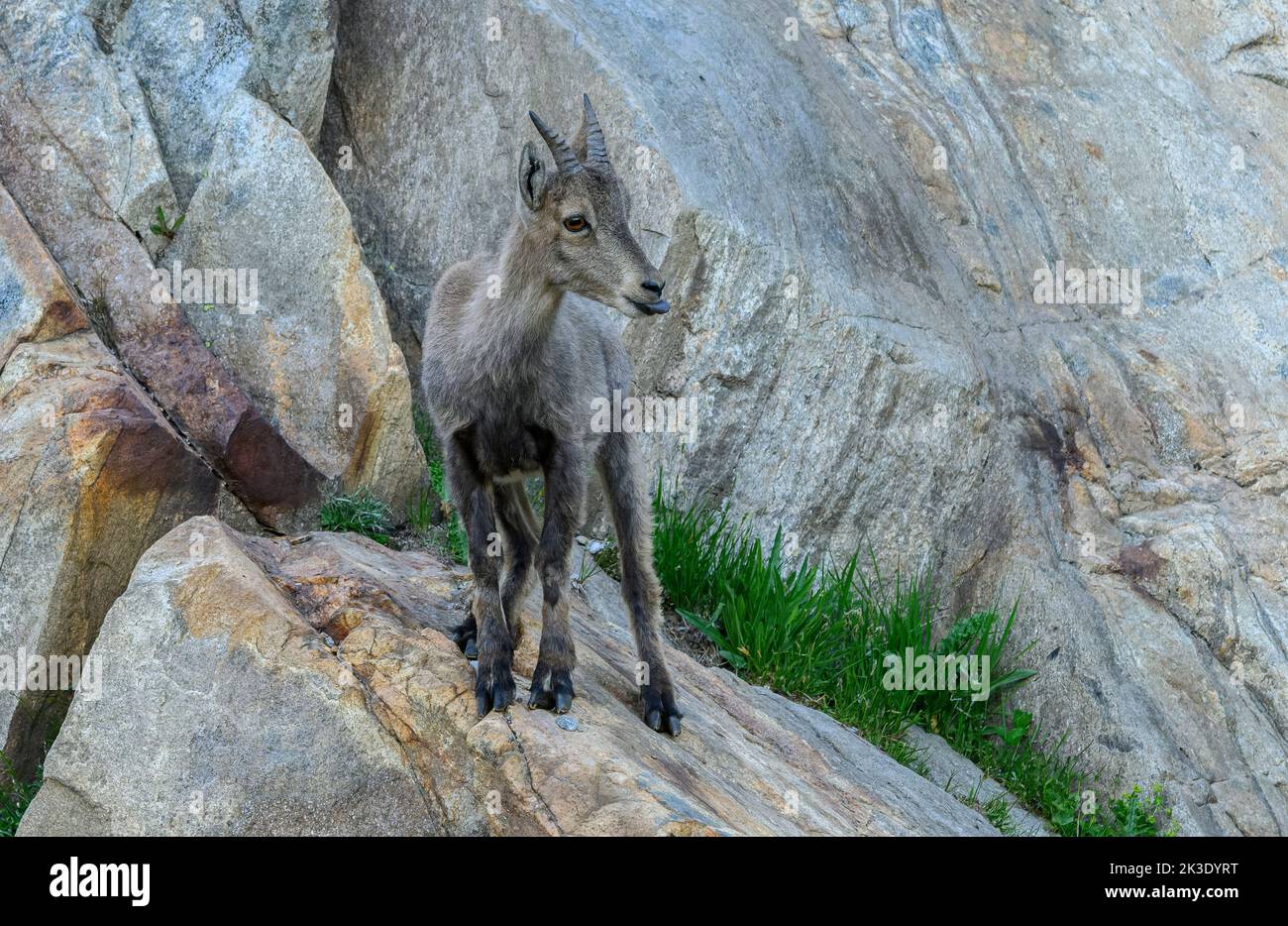 Young Ibex, Part of family group of Alpine ibex, Capra ibex, grazing on ...