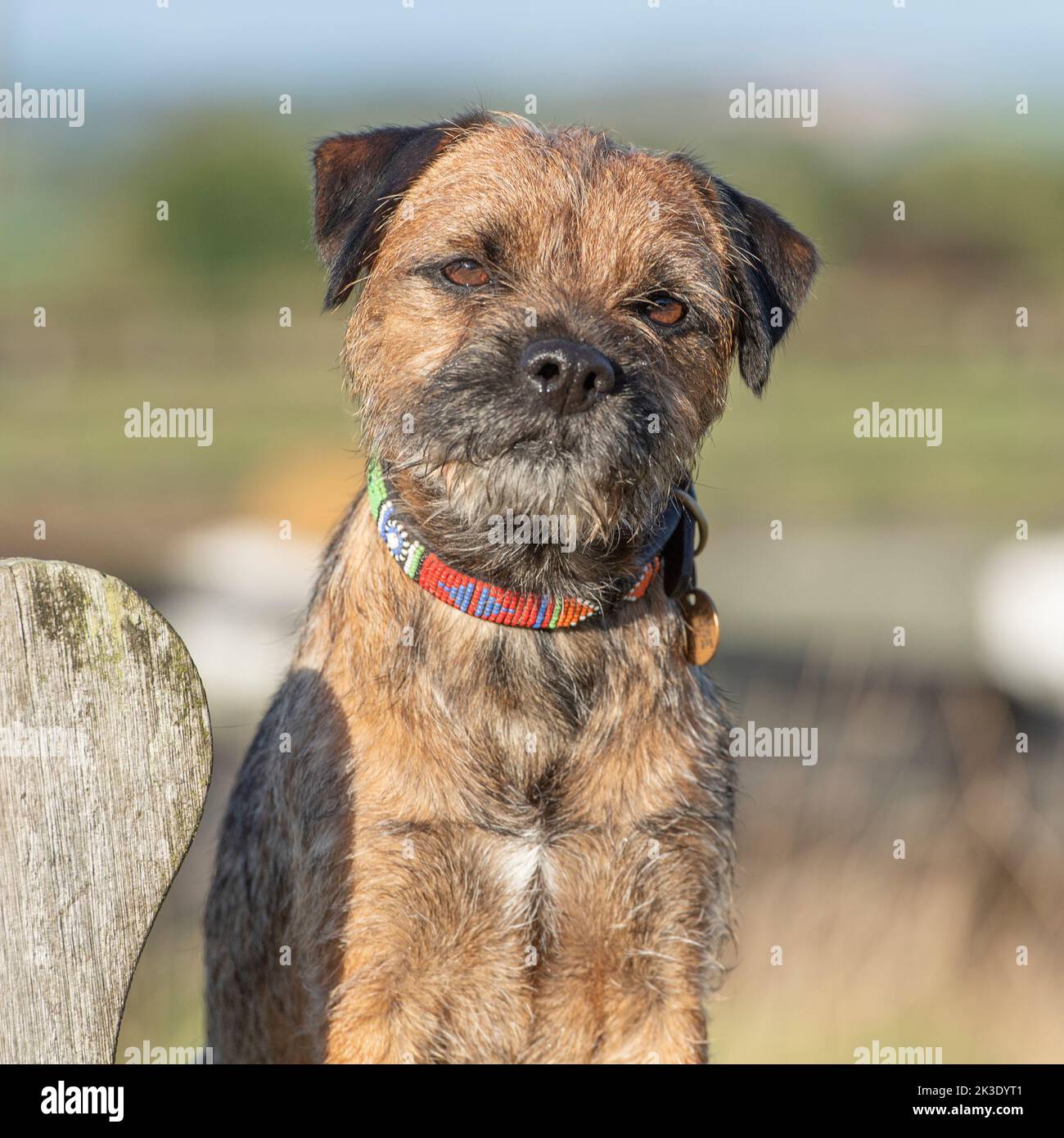 border terrier dog Stock Photo - Alamy